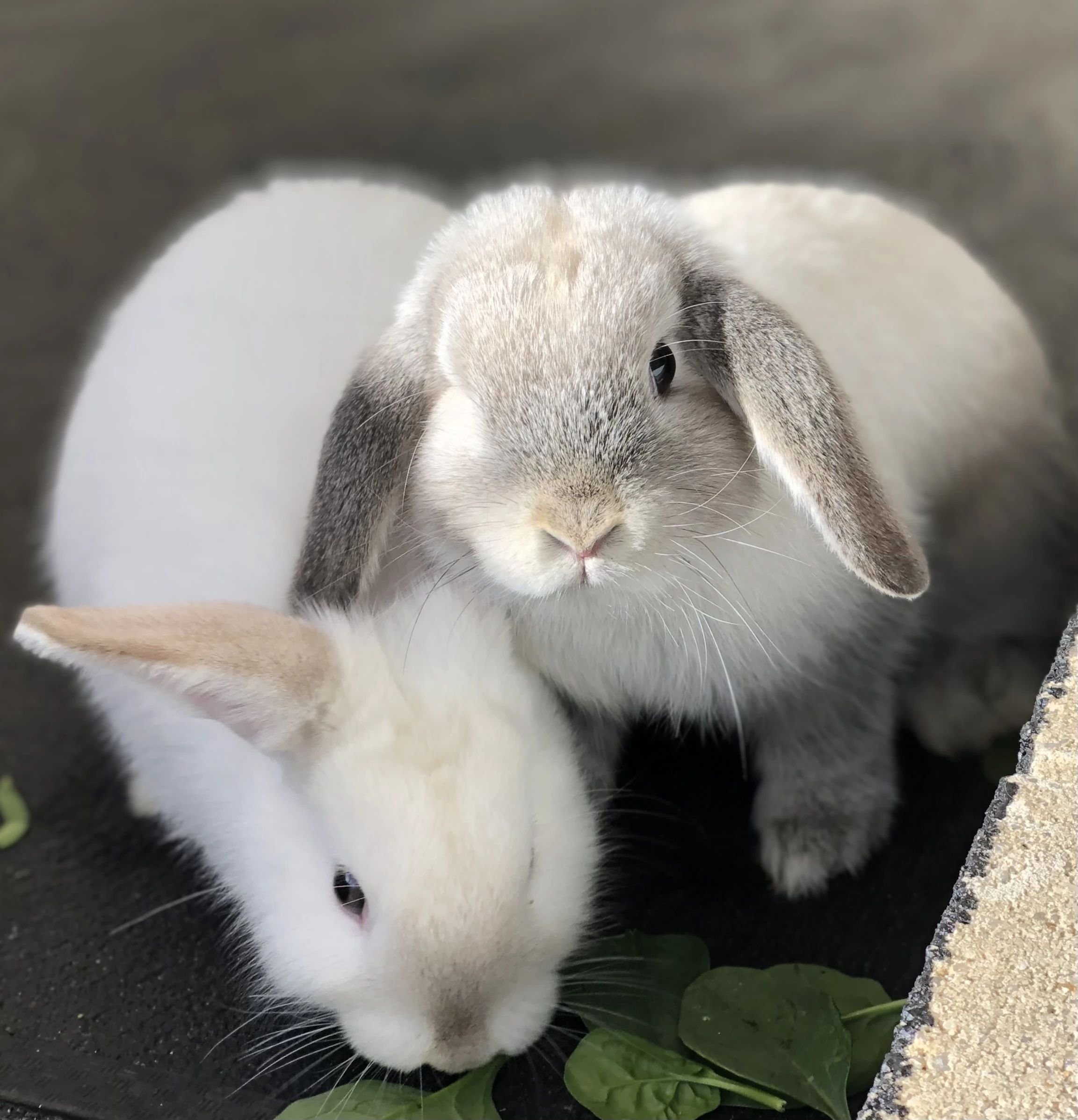 🐰Bunny cult🐰 Official 🐰 | Fandom