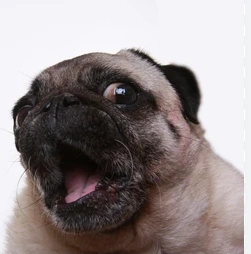 dyna MIGHT! stupid ideas | Fandom