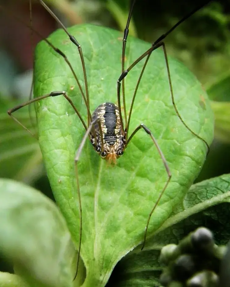 Strange ahh organisms that should be in cos (only bug edition cuz I ...