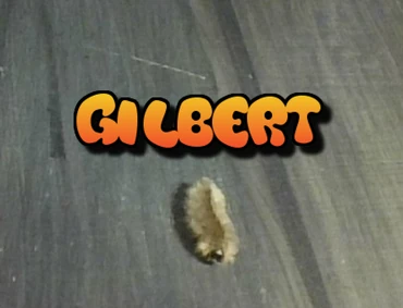 What should I name this goober ? | Fandom