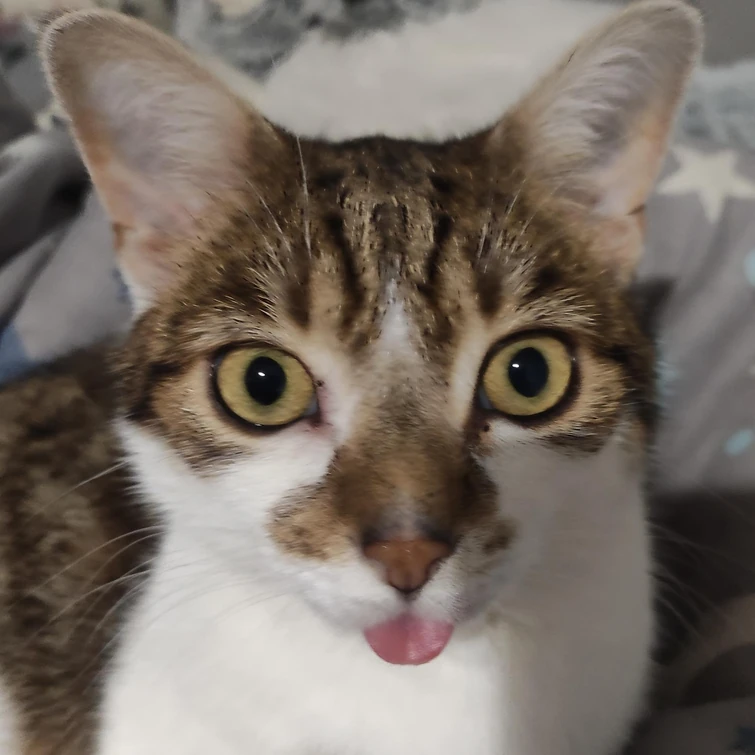 Silly kitty | Fandom