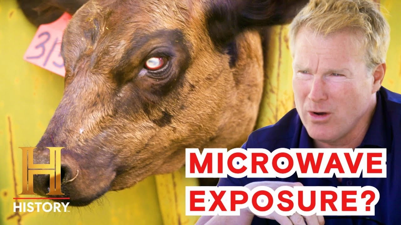 Possessed Cow during Dig? (S5) | Fandom