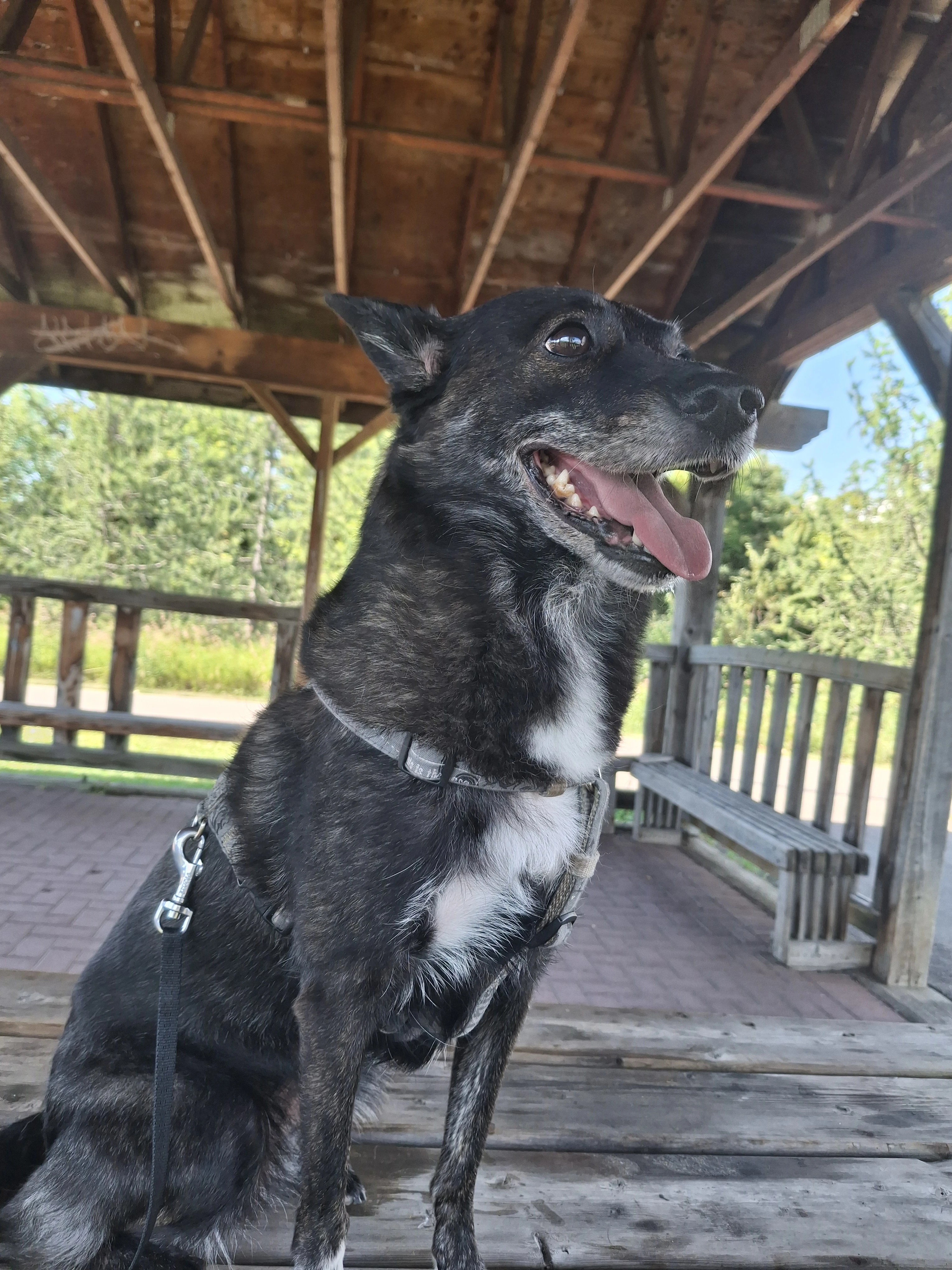 My dog | Fandom