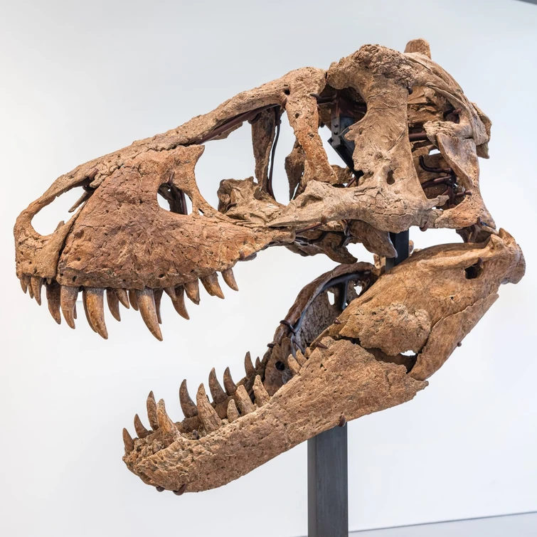 🦖 ROAR! 🦖 | Fandom