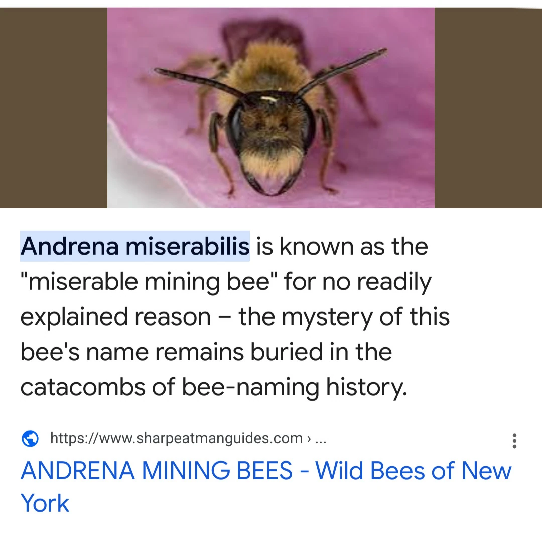 shoutout to thr miserable mining bee | Fandom