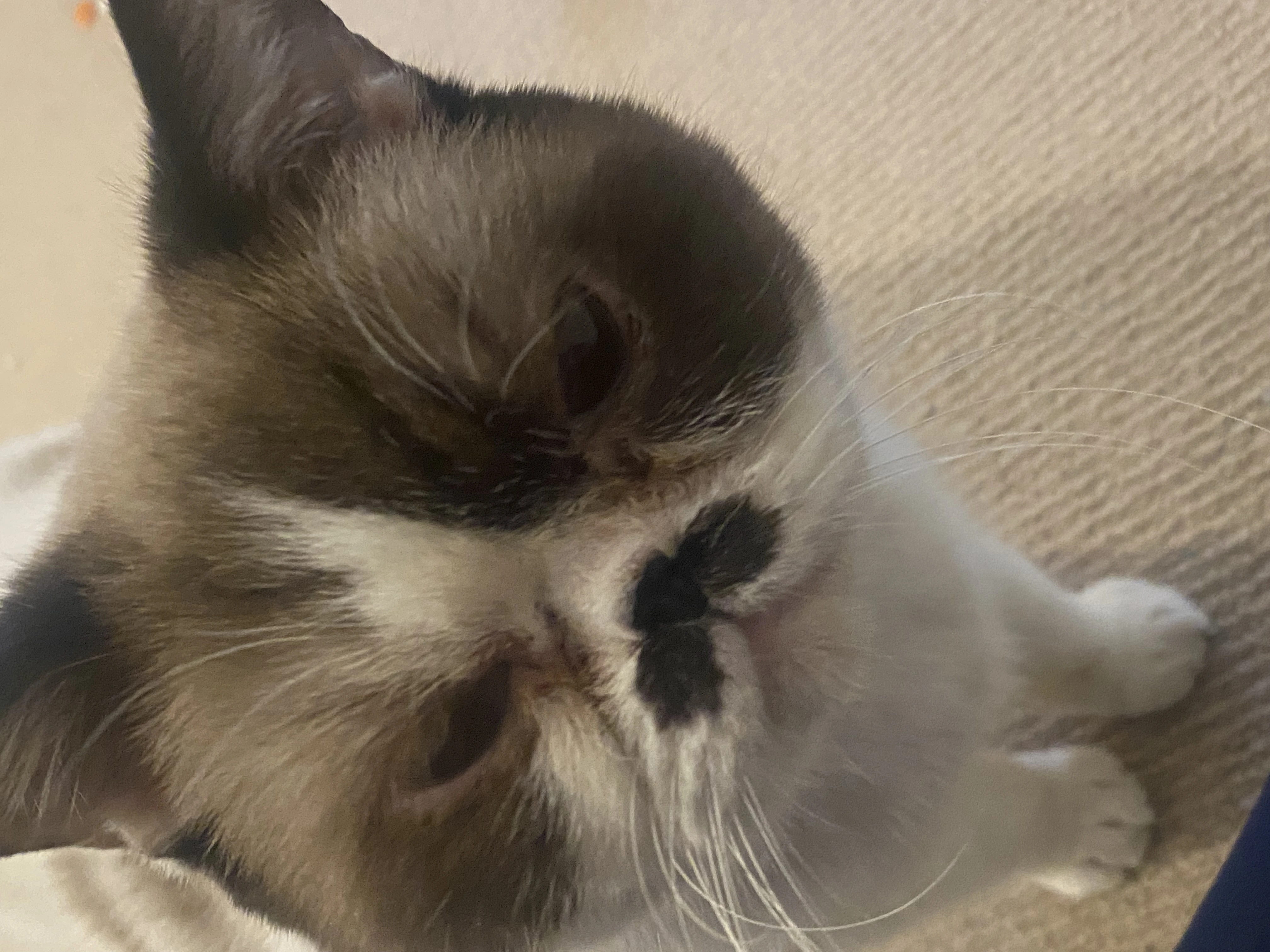 look at this silly car!!1!!! | Fandom