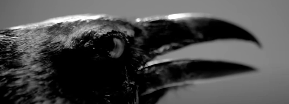 Raven in Avenge Sevenfold Hail To The King music video | Fandom