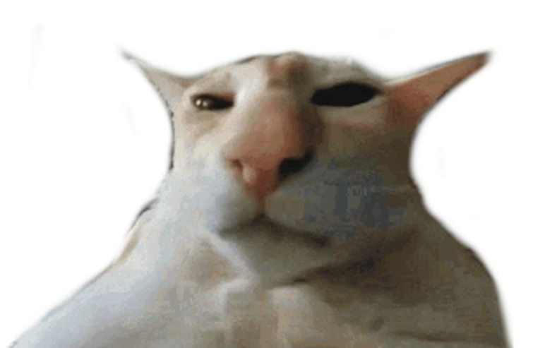 What do you think of this cat? | Fandom