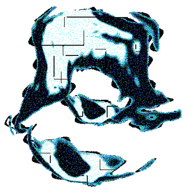 D Section,, | Fandom