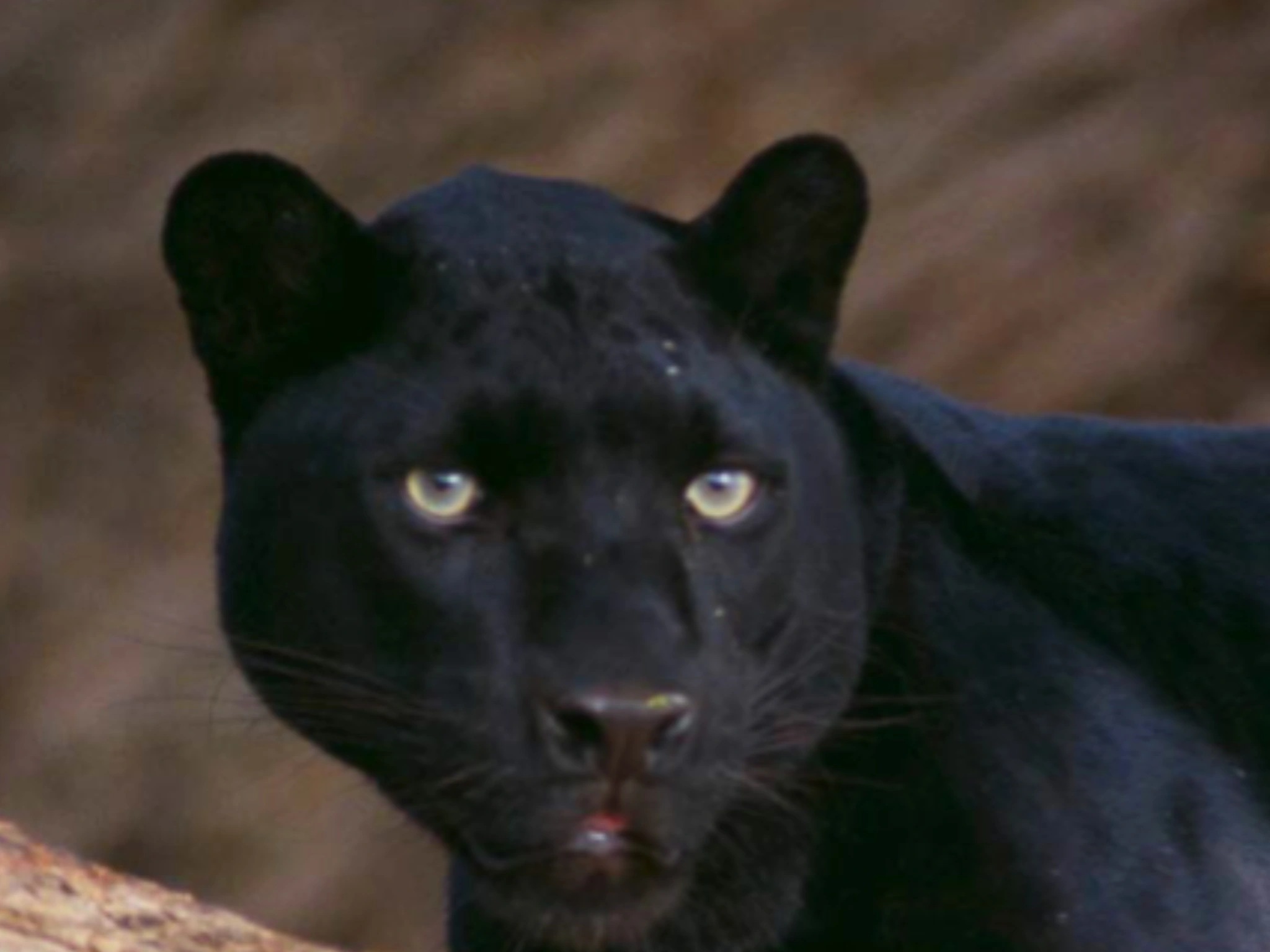 What I think Toothless’ design is really based off: | Fandom