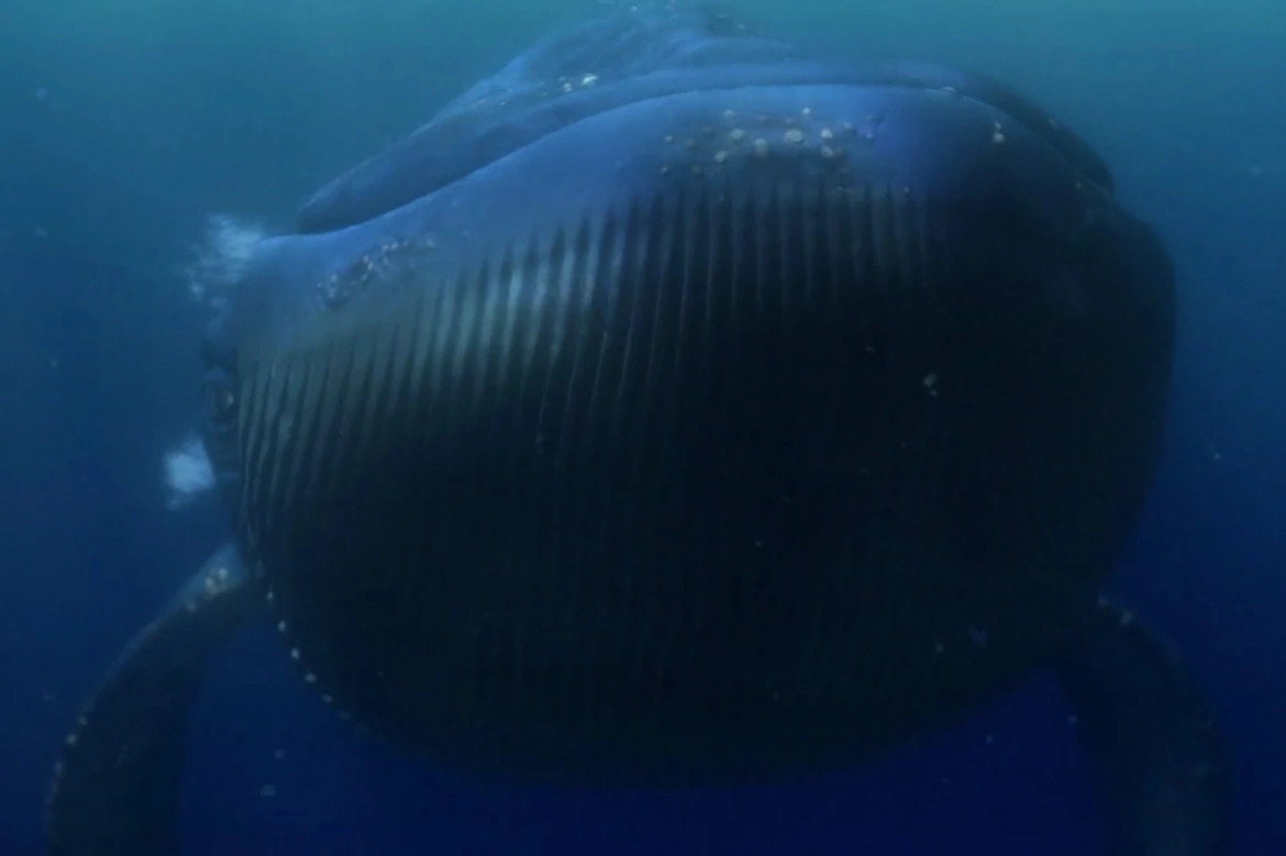 Whale | The 3D-Computer-Animated Wiki | Fandom
