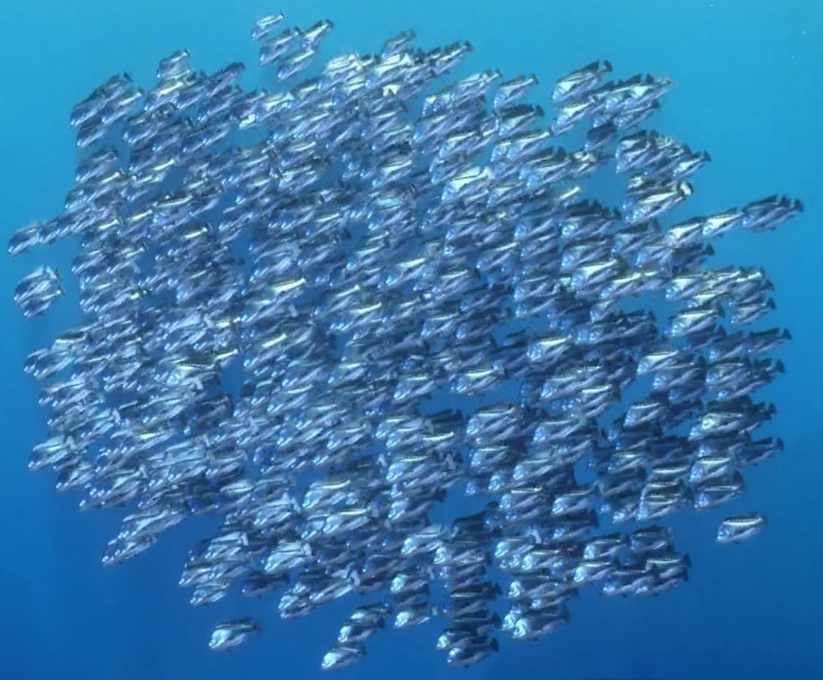 Moonfish (Finding Nemo) | The 3D-Computer-Animated Wiki | Fandom