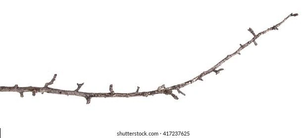 Irl tree branch staff | Fandom