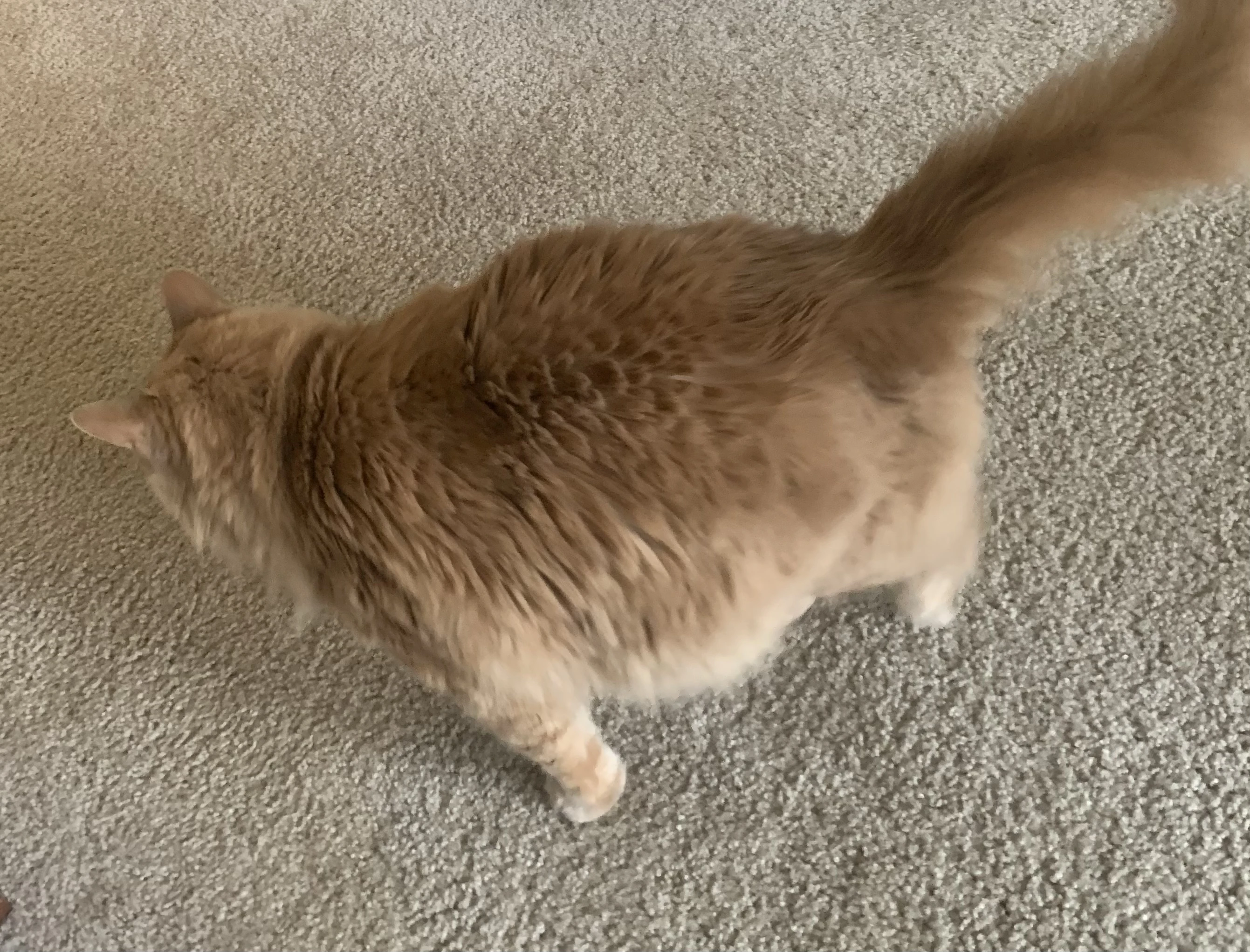 Daily Cat Image #447 | Fandom