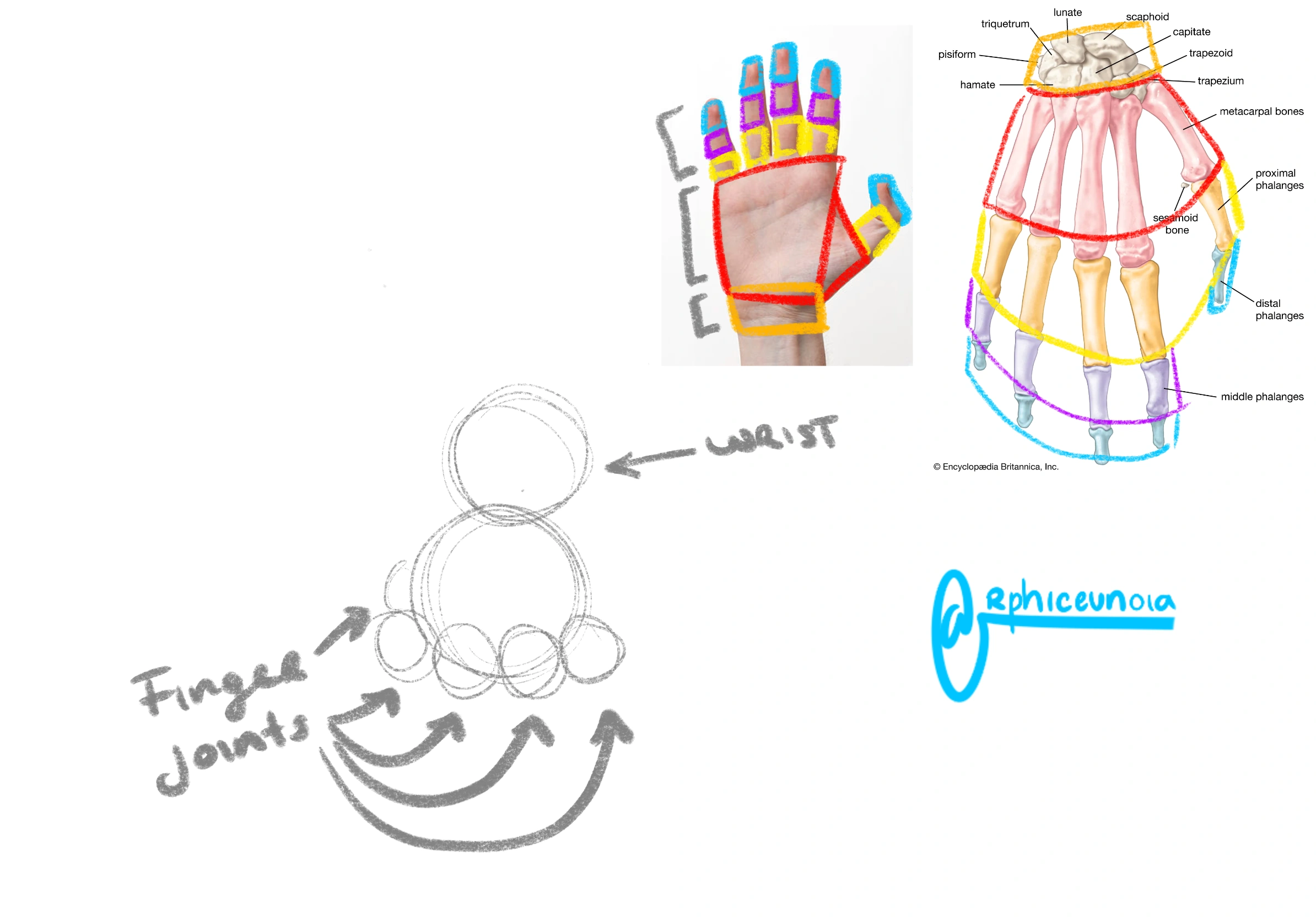 Eunoia's Guide to Art || Episode One: Talons and Hand Anatomy | Fandom