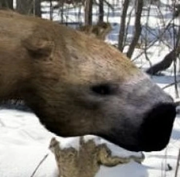 Discuss Everything About Prehistoric Wiki | Fandom