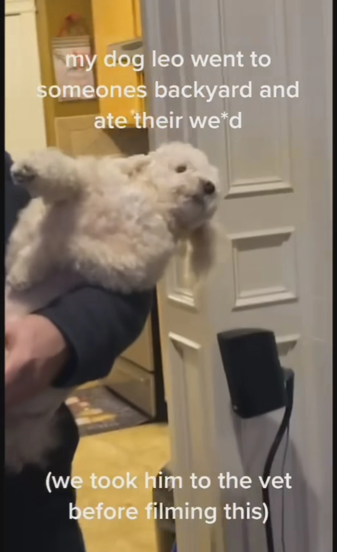 Leo reference in my Instagram reels | Fandom