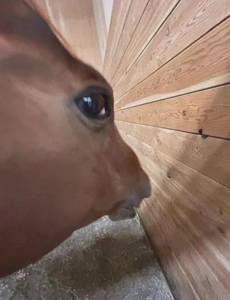 the creature feature | Fandom