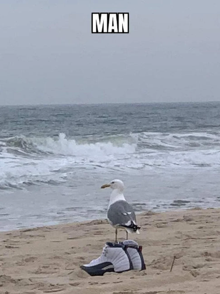 Somebody send me the seagull with the shoes "man" meme please | Fandom