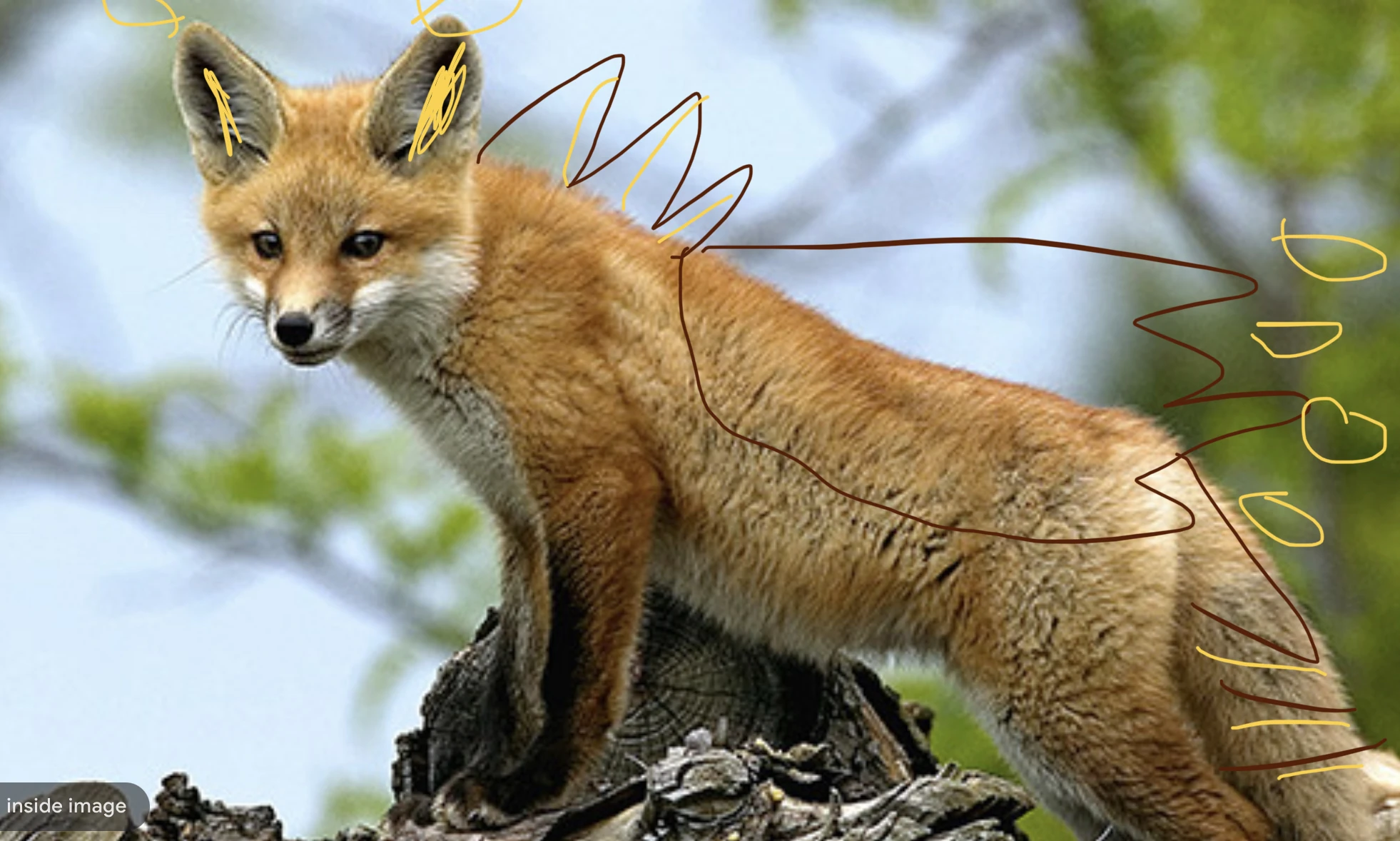 Basically Phyremia | Fandom