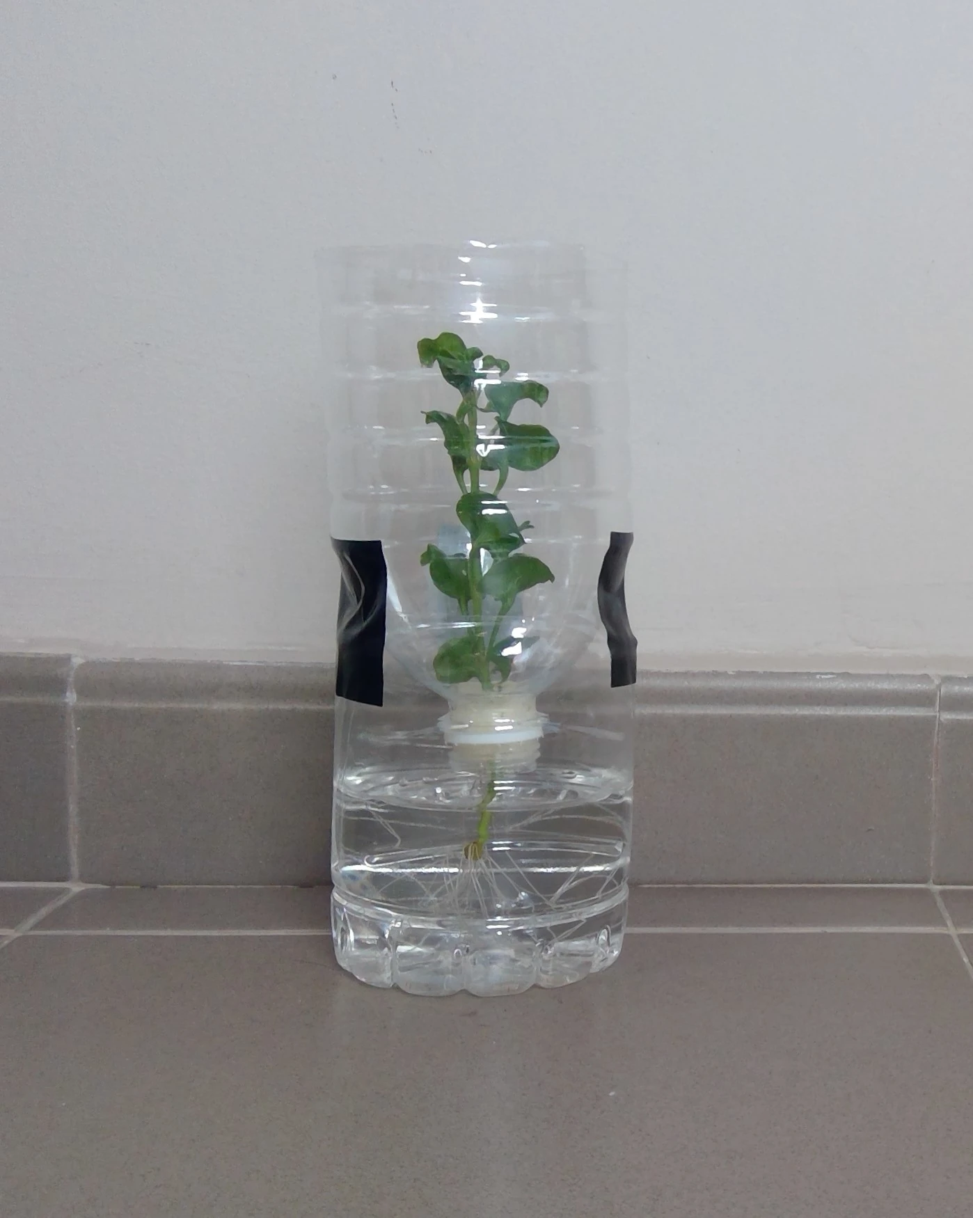 I just got the hydroponic planter (as a red hive). It looks weird | Fandom