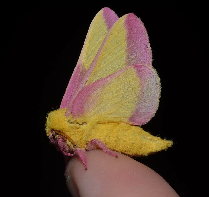 Rosy maple moth | Fandom