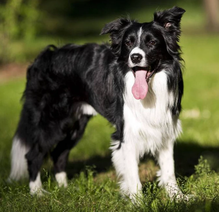Best creatureS to make a border collie skin? | Fandom