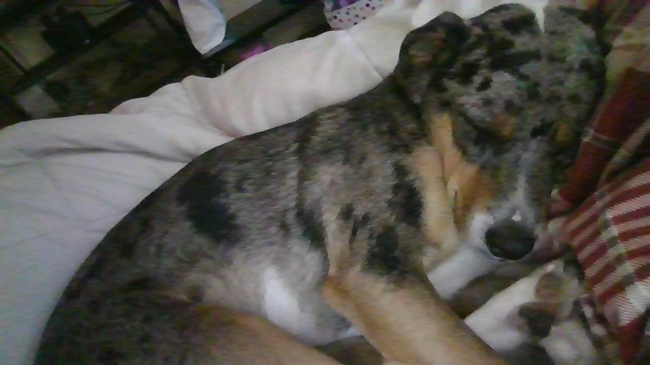 my dog | Fandom