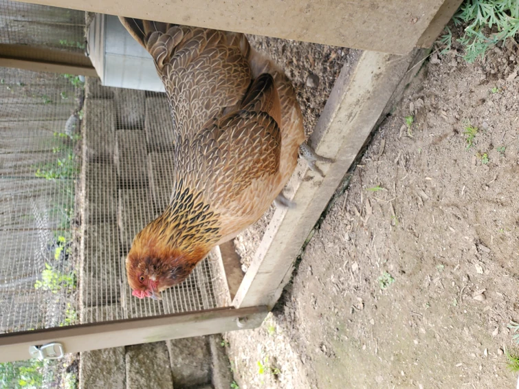 puffwump reveal | Fandom