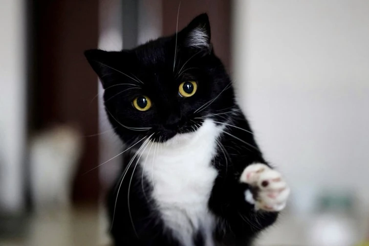 Is .json the standard file type for charts? | Fandom