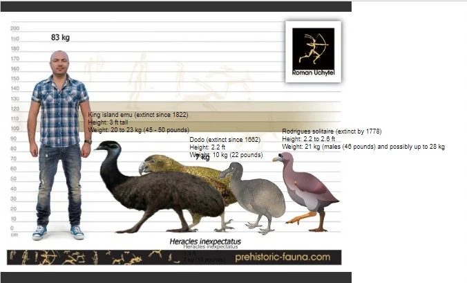 size chart of 3 unique recently extinct birds | Fandom