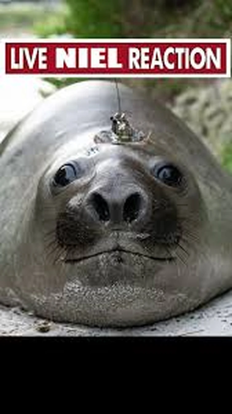 New killer leak: Neil the seal. | Fandom