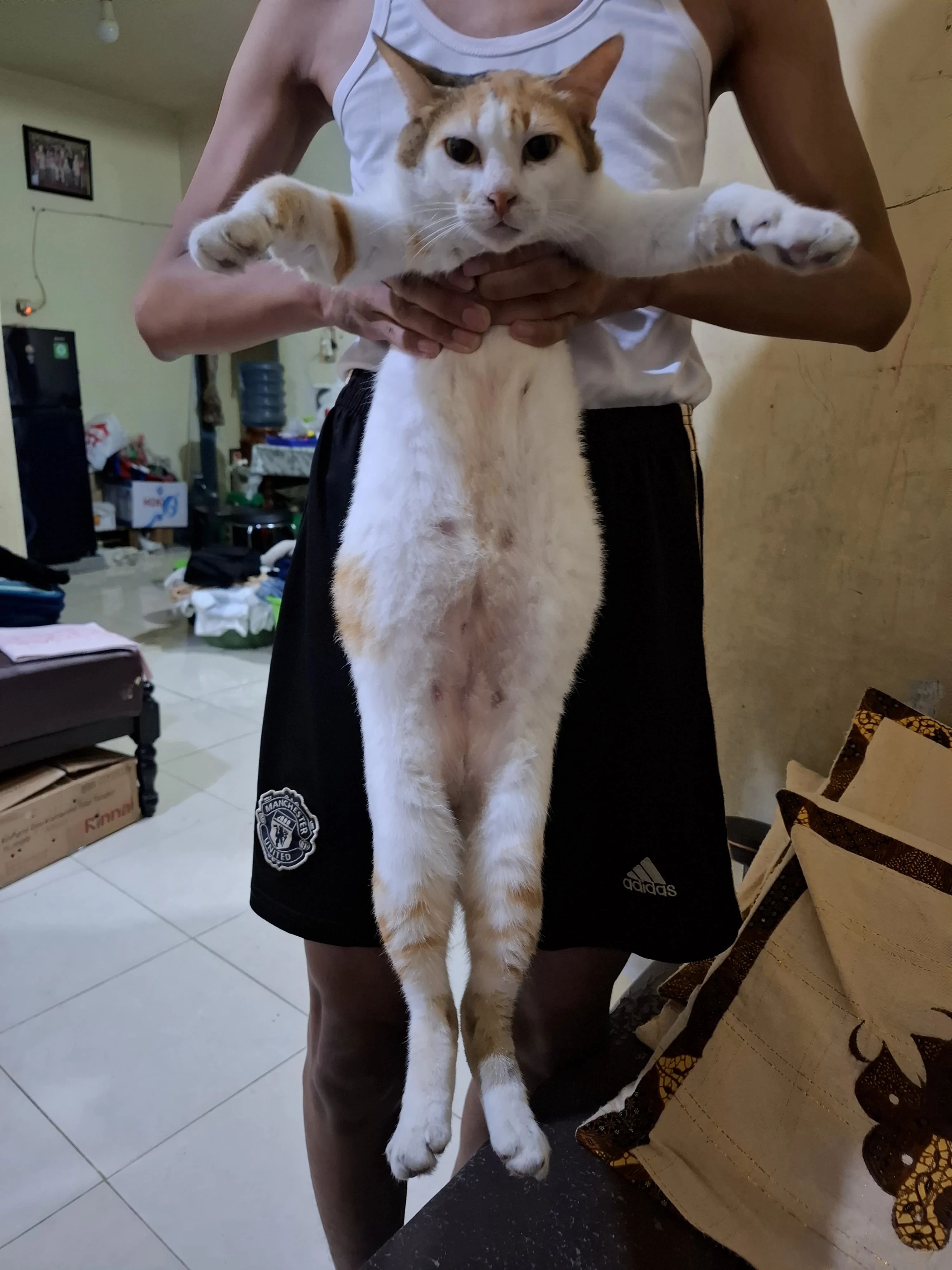 CAT | Fandom