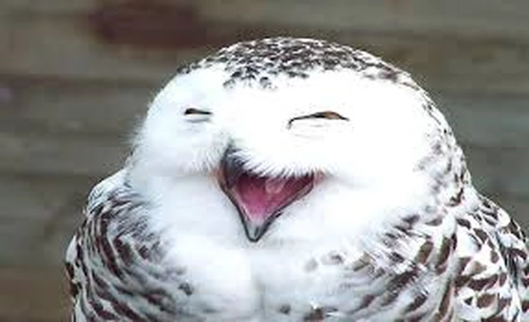 Goofy Memes :D | Fandom