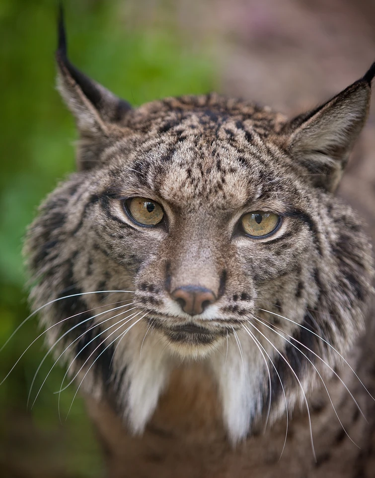 Lynx therian | Fandom