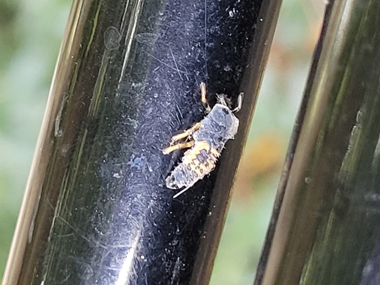 Discuss Everything About Grounded Wiki | Fandom