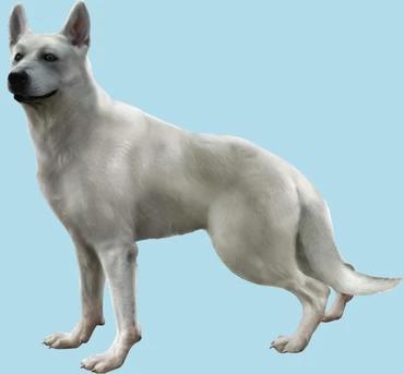 Who's the best dog? | Fandom