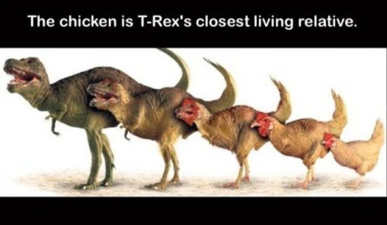 T Rex Chicken Memes TradersApprentice على X: "#CCC #coconutchicken