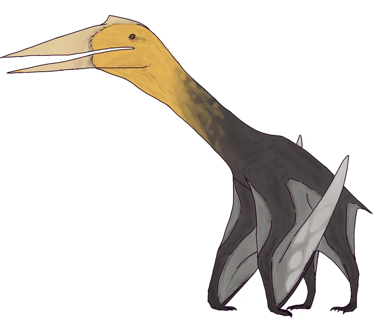 alanqa saharica drawing | Fandom