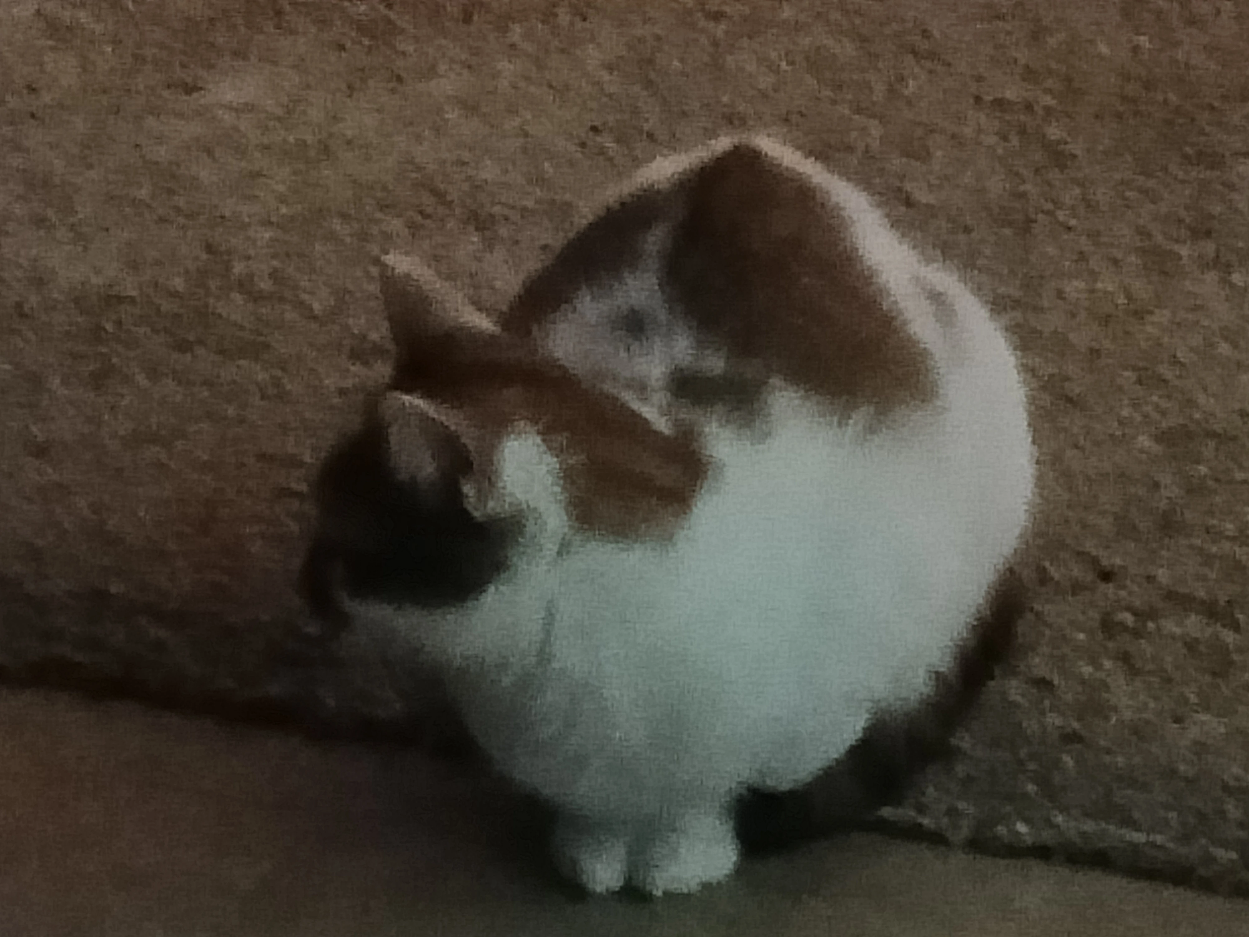 Mu cat again | Fandom