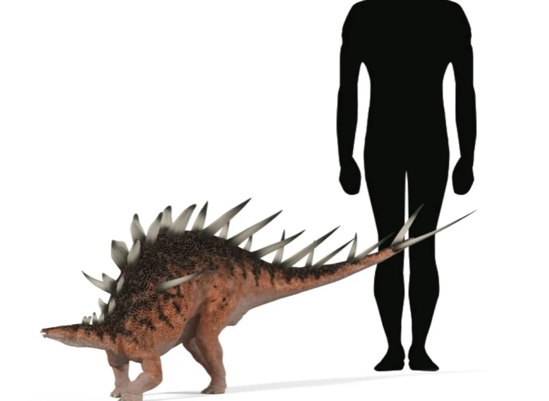 Kentrosaurus Height