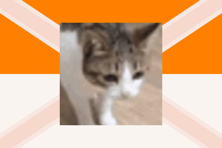 d cat (a concept for now) | Fandom