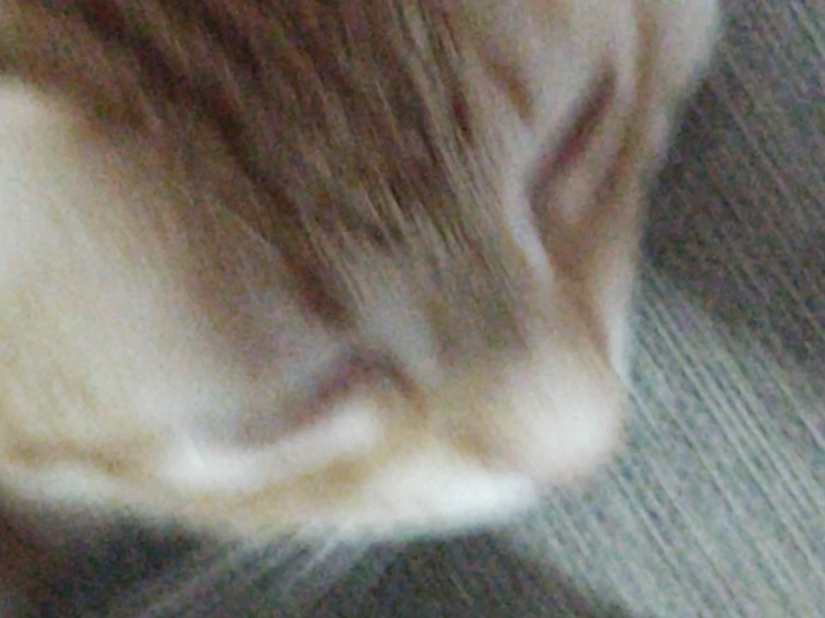 reply with pictures of cats | Fandom