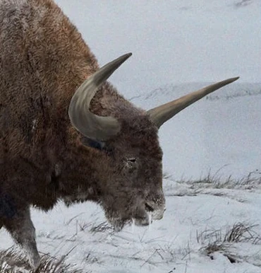 Dinopedia makes a Cenozoic Zoo game: Bovidae (top 2 get added) | Fandom