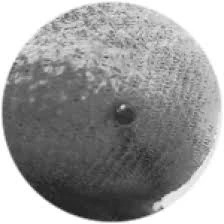 Does anybody know the decal ID for the whitey tokens and the token ...