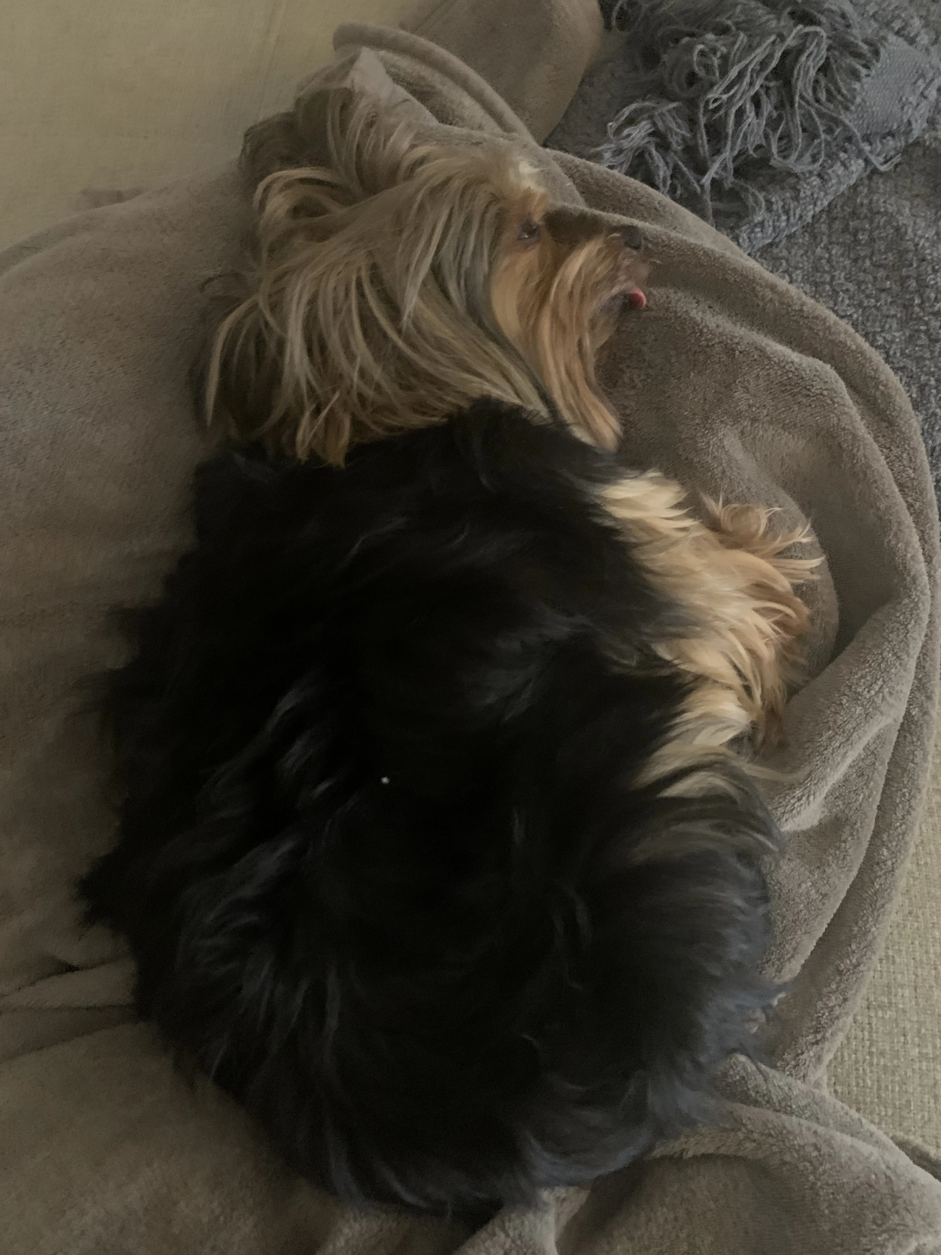 Rate my fat dawg | Fandom