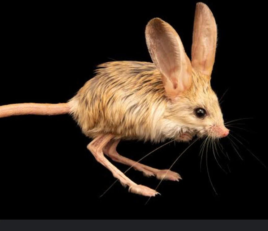 new creature concept idea | Fandom