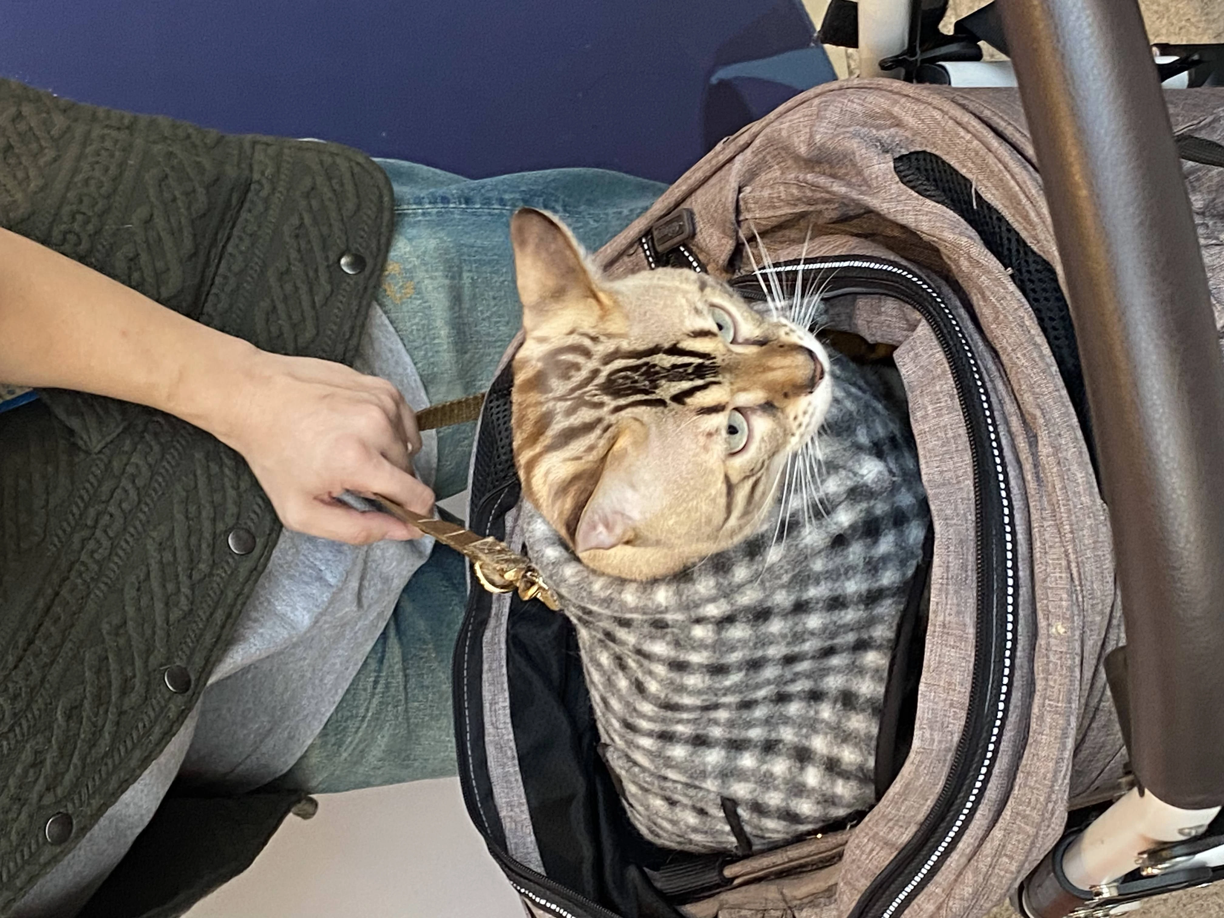 This is starting to become a trend | Fandom