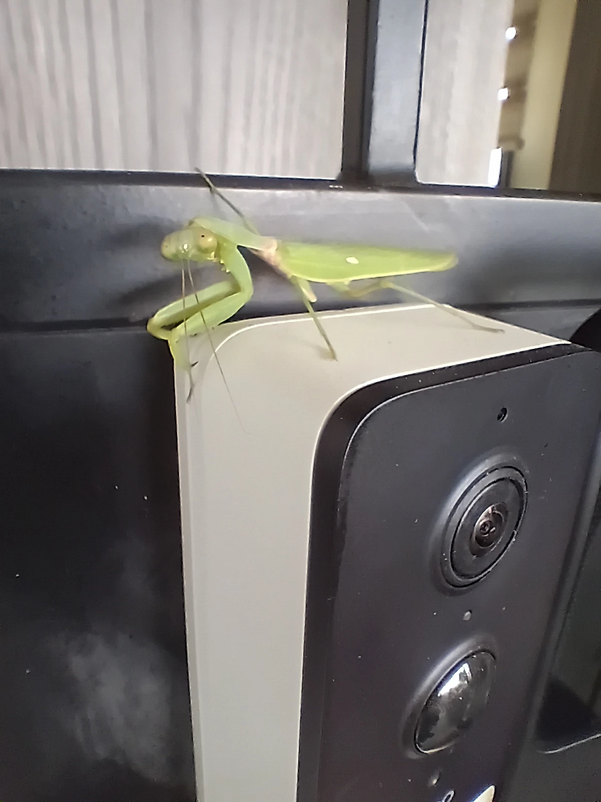 PRAYING MANTIS. | Fandom