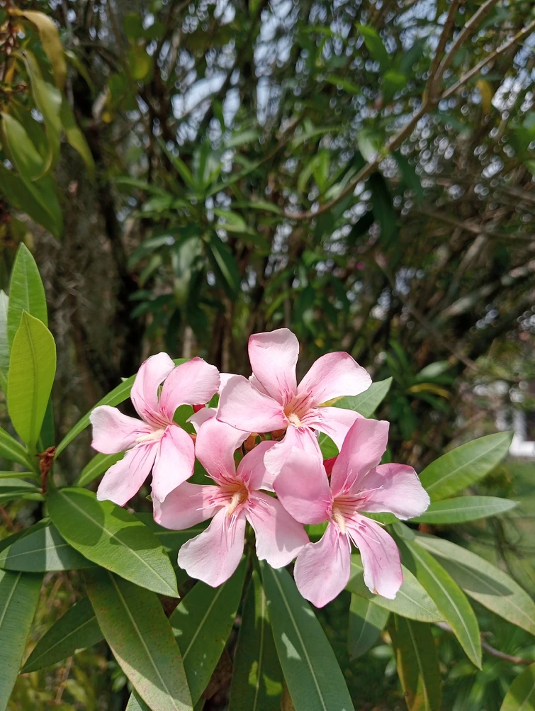 Flowers🌸 | Fandom